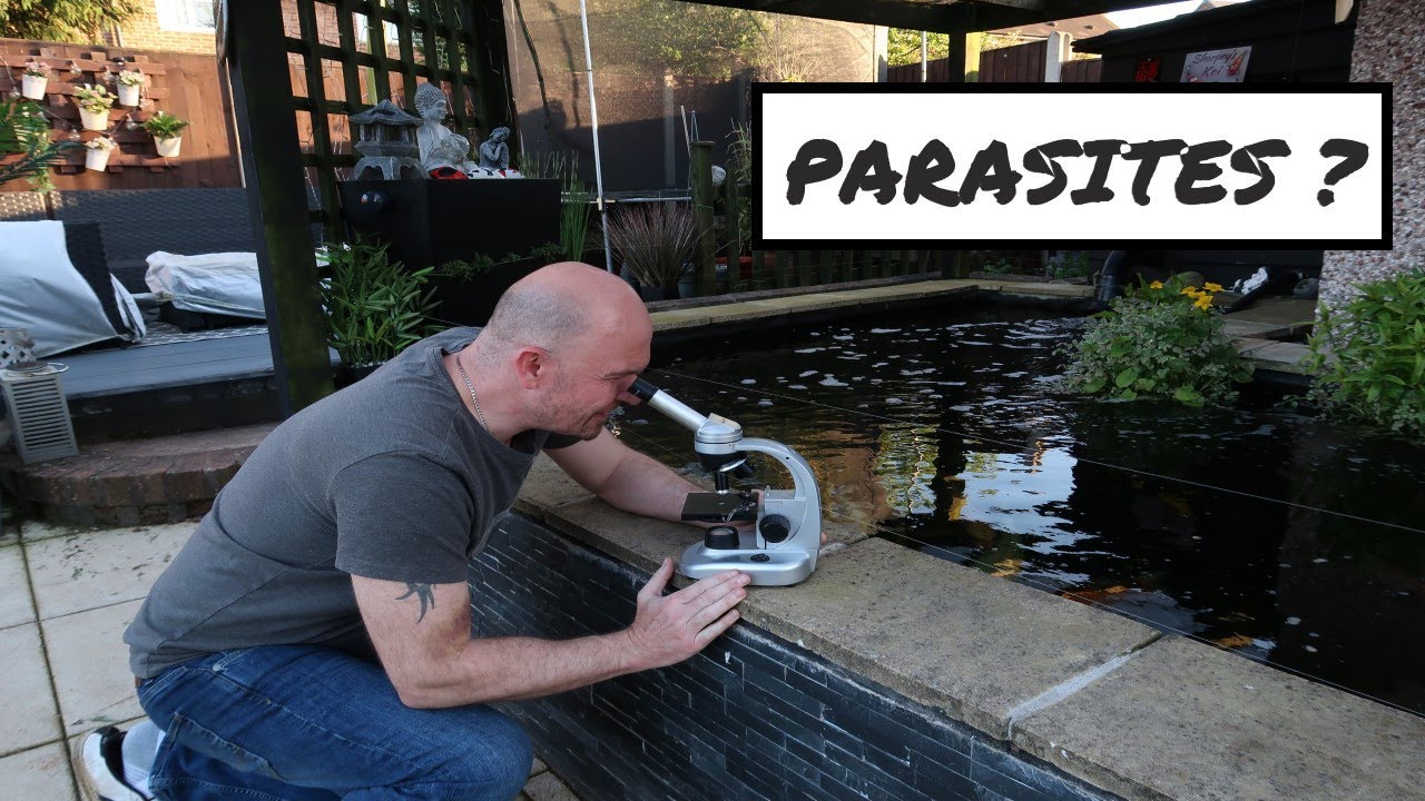 Looking For Parasites On Koi **Has The Treatment Worked?** - YouTube