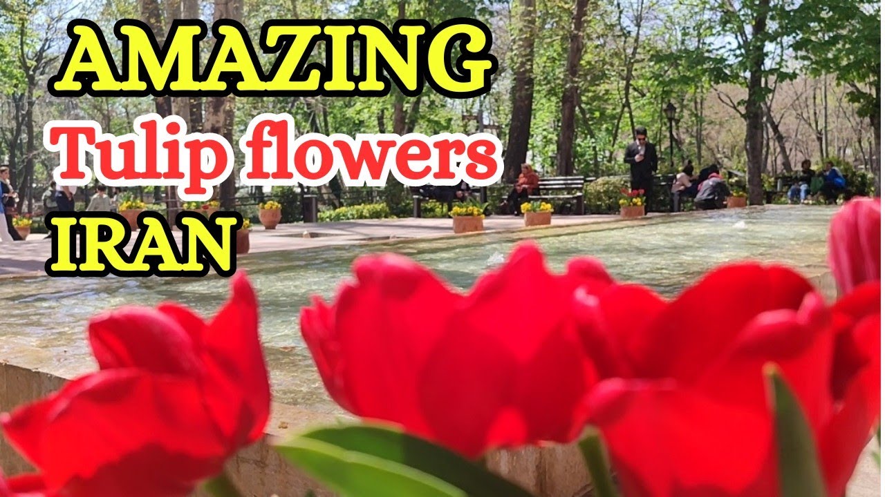 IRAN🇮🇷Tulip Flowers Tehran|Iranian Garden - YouTube
