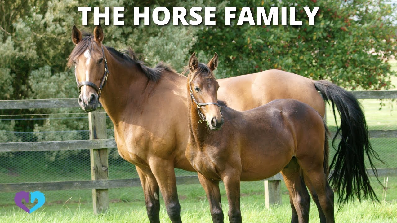 THE HORSE FAMILY | 1 MINUTE HIPPOLOGY - YouTube