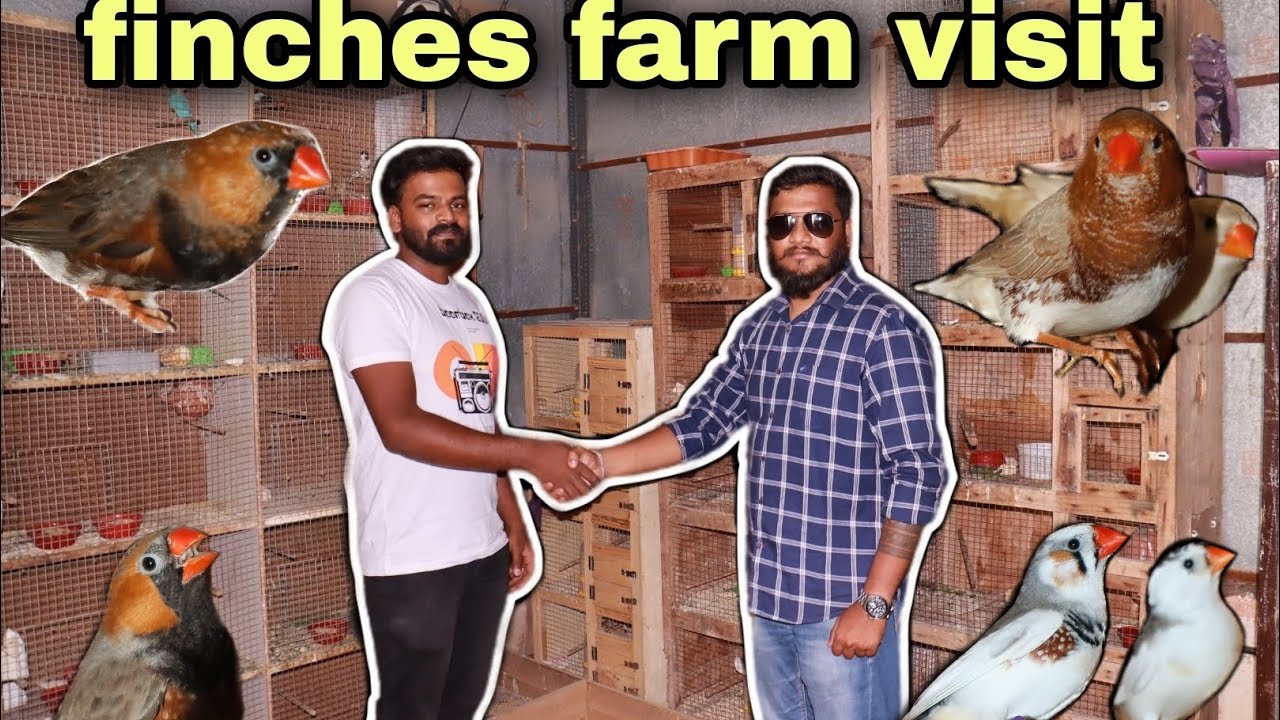 finches farm visit 🐦 #tamil #finchesbreeding #banglore #birdfamily # ...