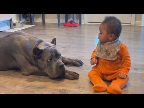 This 130lb Cane Corso Thinks He's Smaller Than the Baby