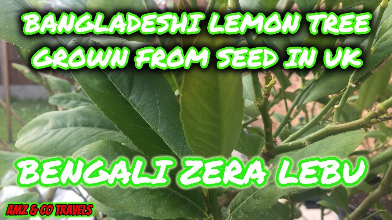 lemon tree ( Bangladeshi lebu) grown in UK from seed. - YouTube