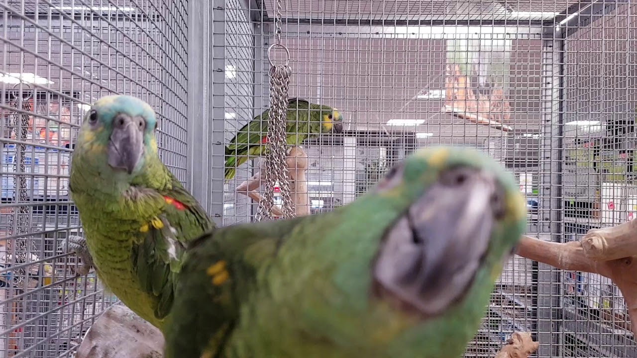 Amazone à front bleu "Amazona aestiva " -Femelle apprivoisée EAM 2019 ...