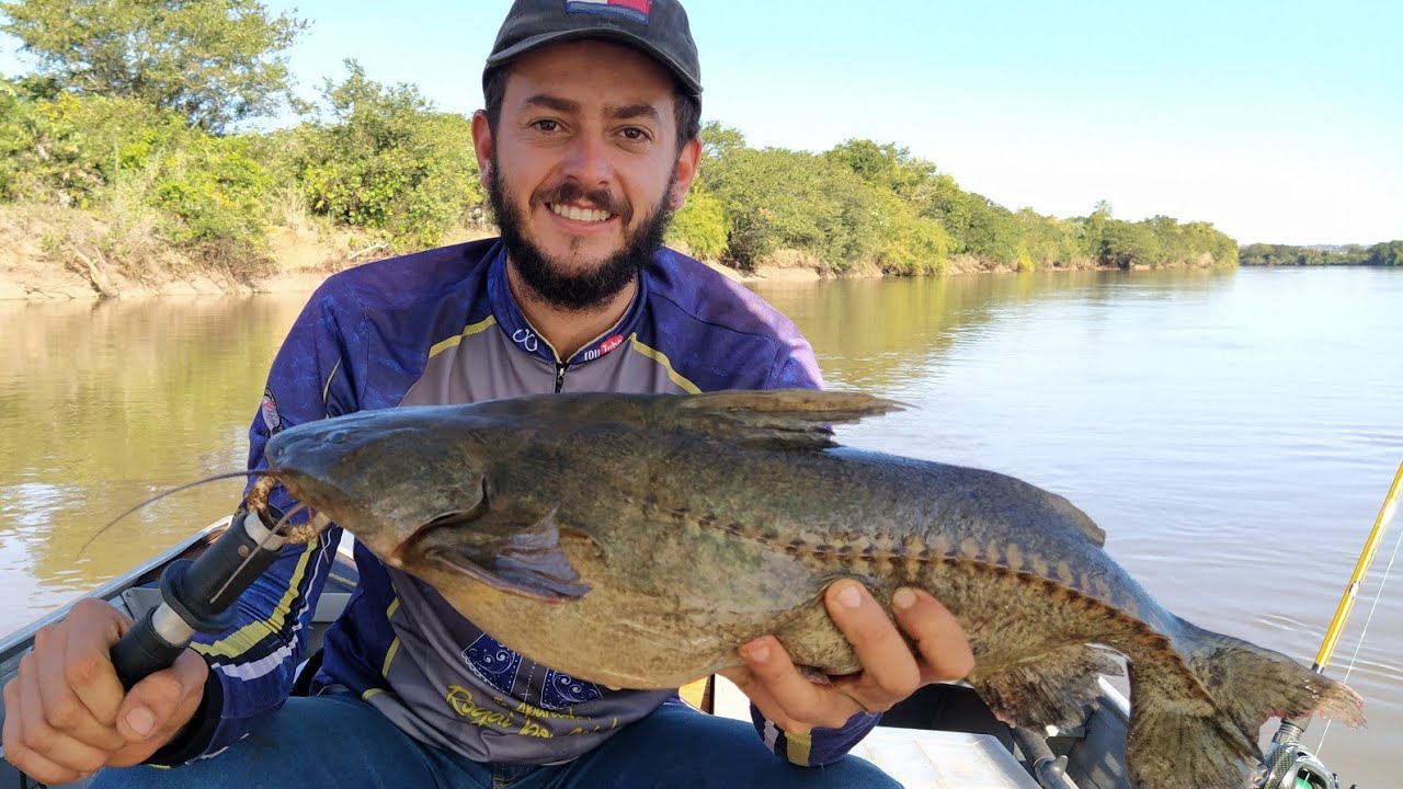 Peixe Abotoado: característica, alimentação e reprodução
