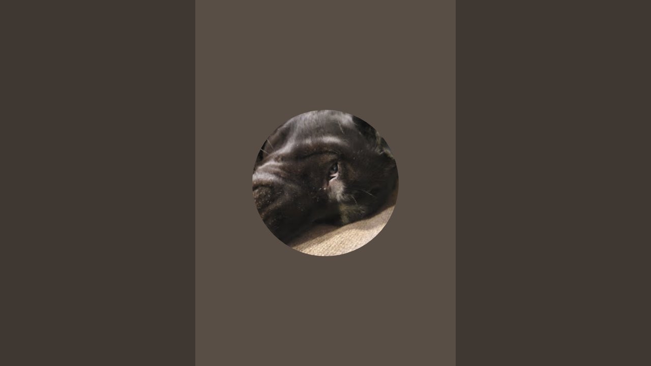 go fest! doing raids and catching i will invite uf you add my code is 229731965417 - YouTube