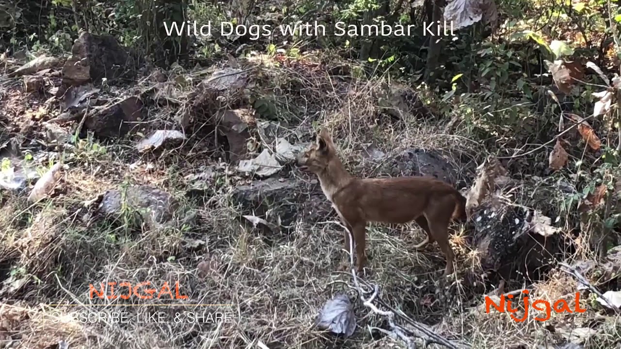 Wild Dogs with Sambar - YouTube