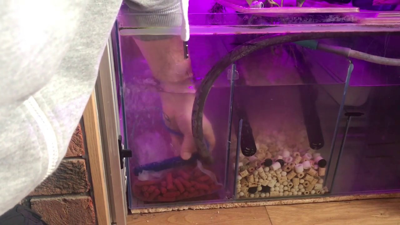 Biohome Ultimate Media Unboxing And Adding To My 120 Gallon Aquarium ...