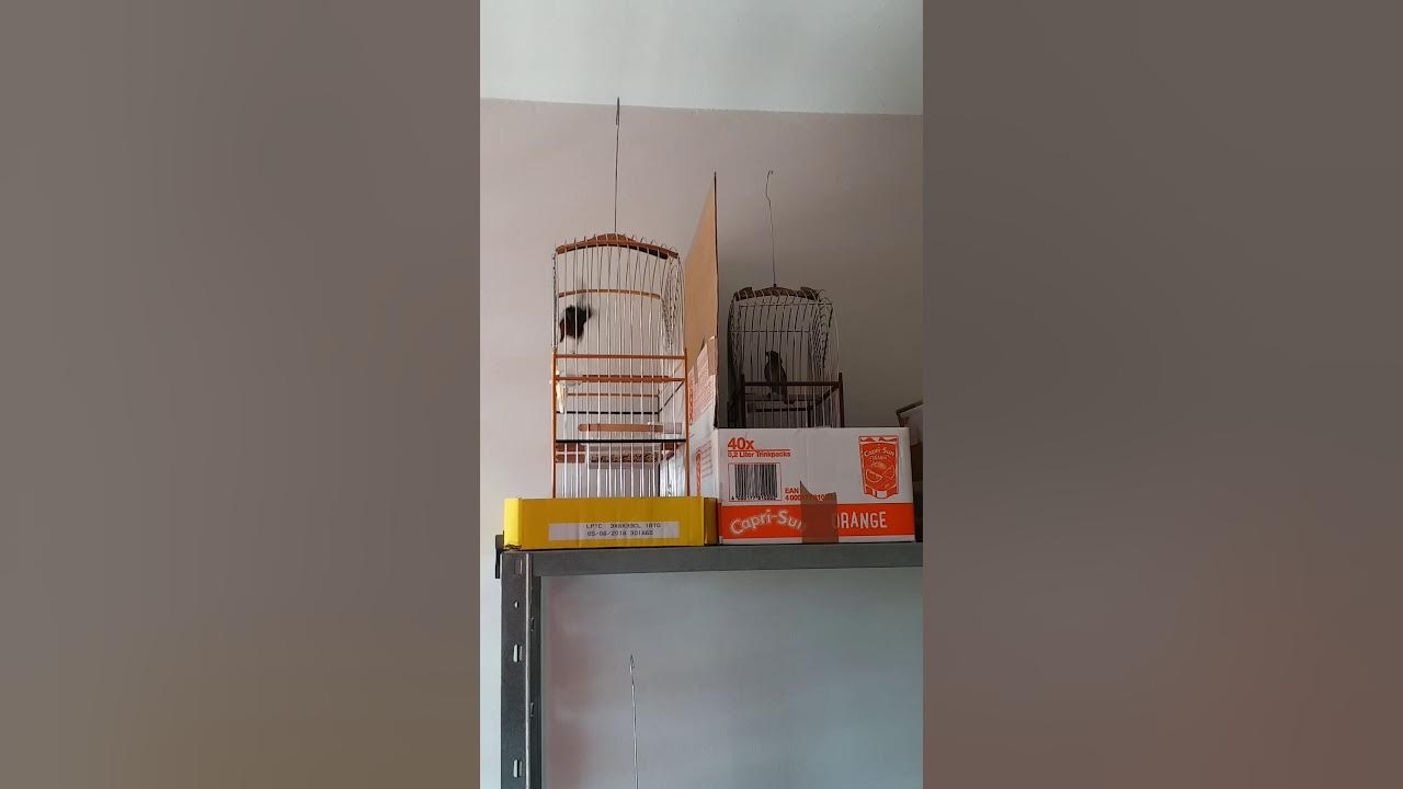 PICOLET 973 A.P - YouTube