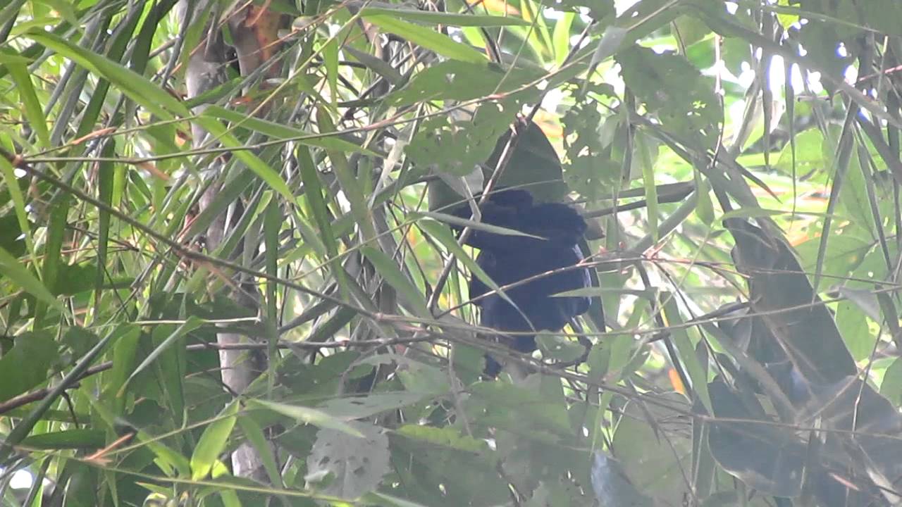Crotophaga major, "Garrapatero grande" - YouTube