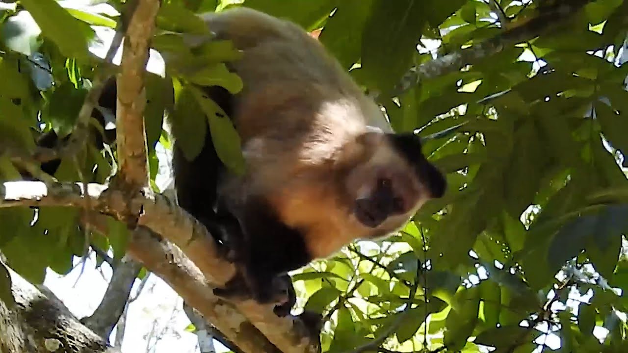 Macaco-prego-de-papo-amarelo: Selvagem e Suas Trilhas Arbóreas! Sapajus ...