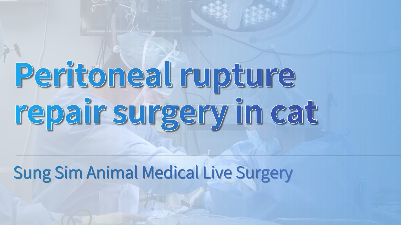 [Warning] For vet Peritoneal rupture repair surgery in cat - YouTube
