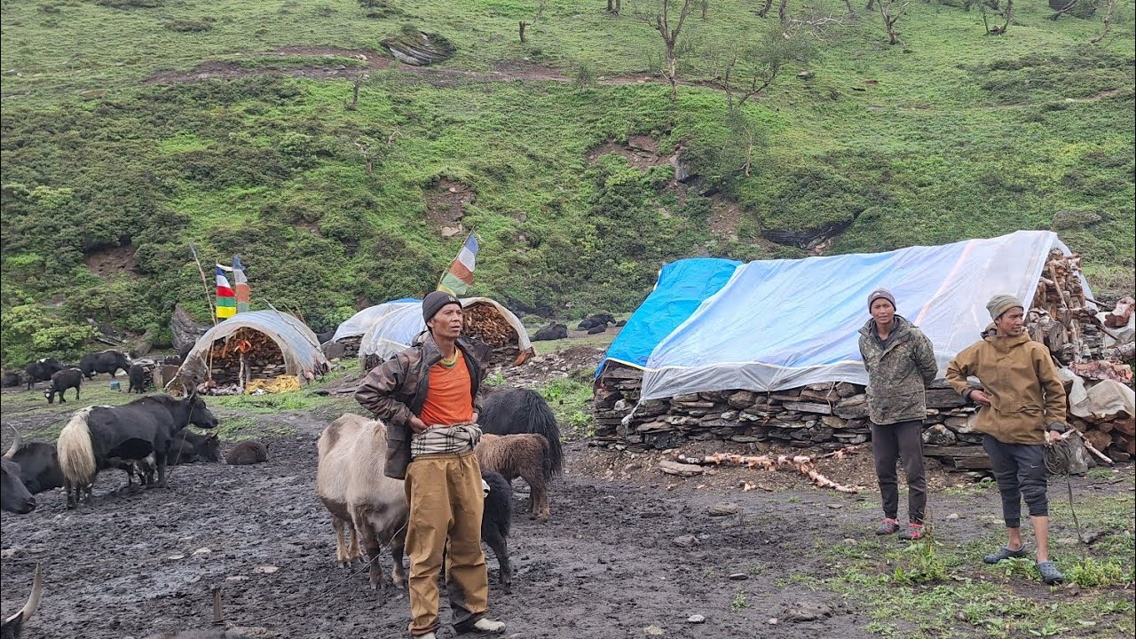 Naturally Peaceful & Beautiful Himalayan Yak Shepherd Life | Dolpa ...