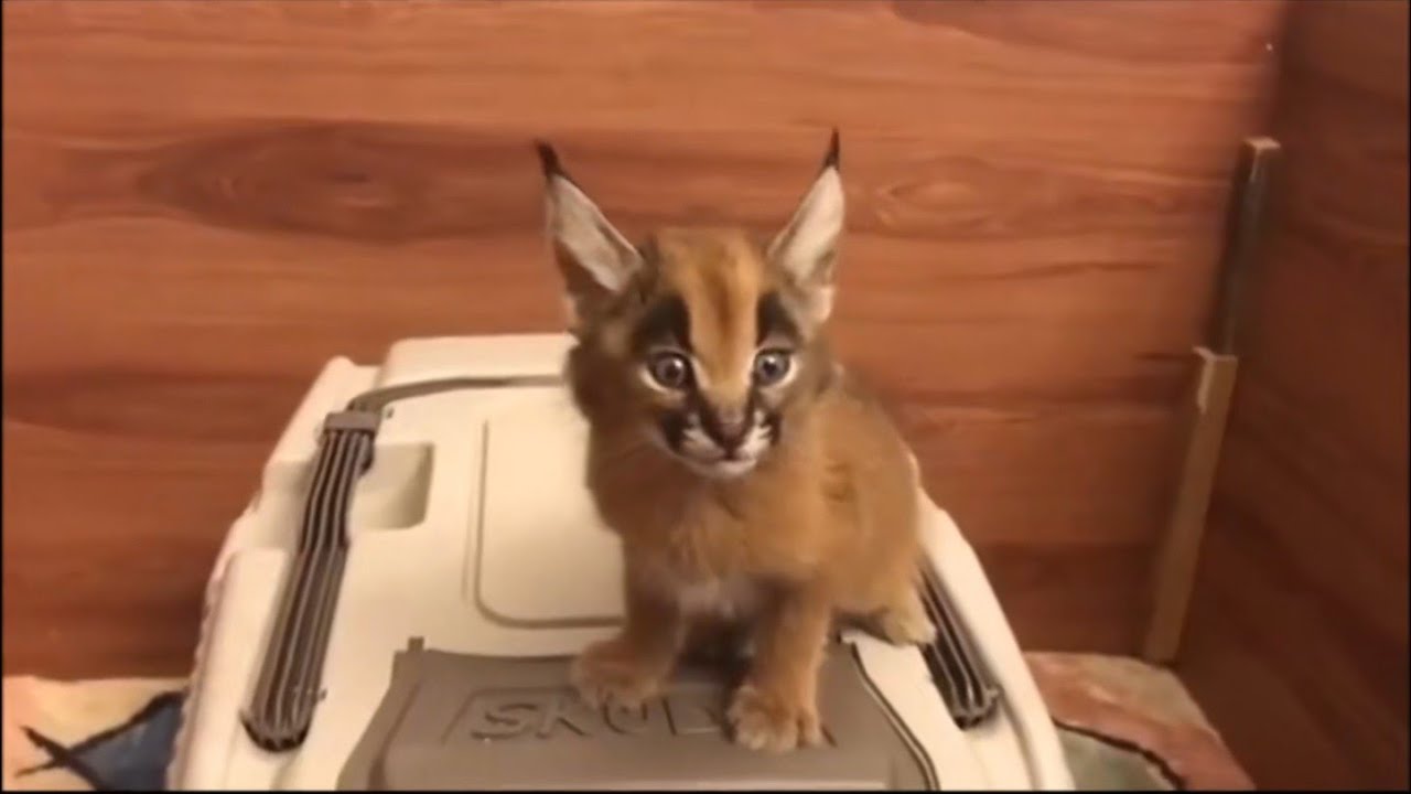 稀有野生傲嬌萌神，小獰貓(Little Floppa) - YouTube