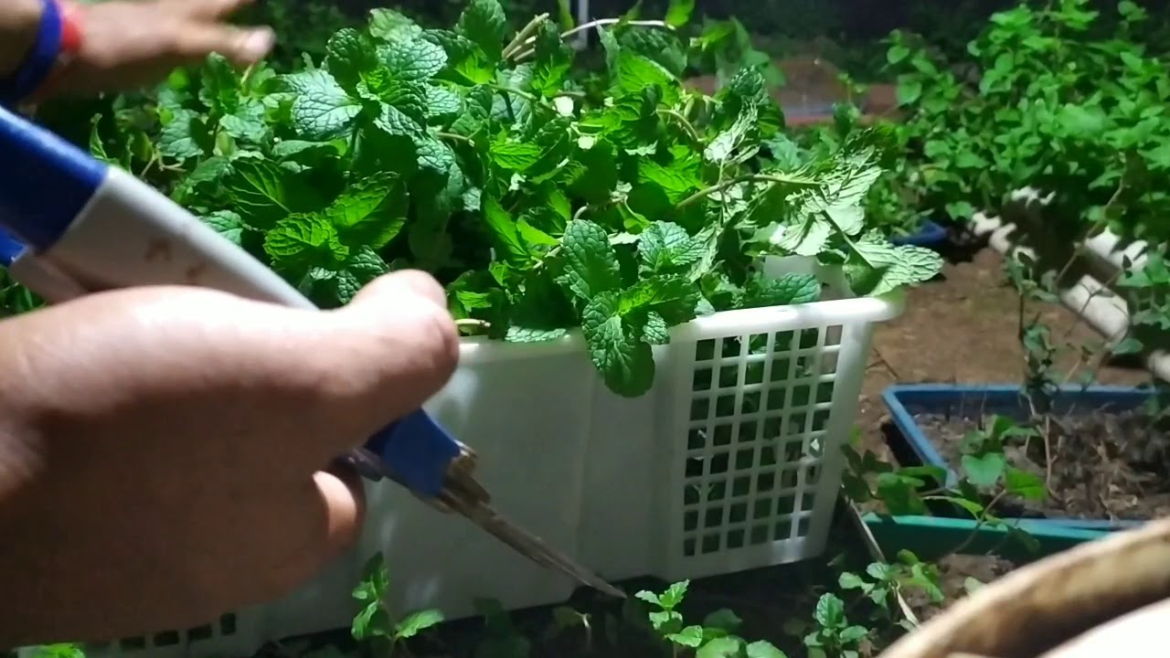 Panen daun min daun istimewa - YouTube