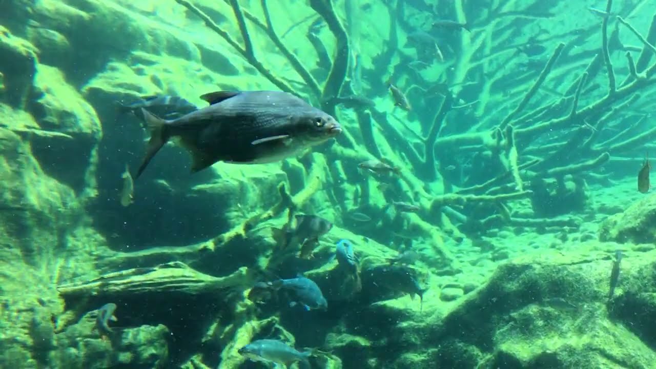 Fischkunde Österreichische Friedfische - YouTube