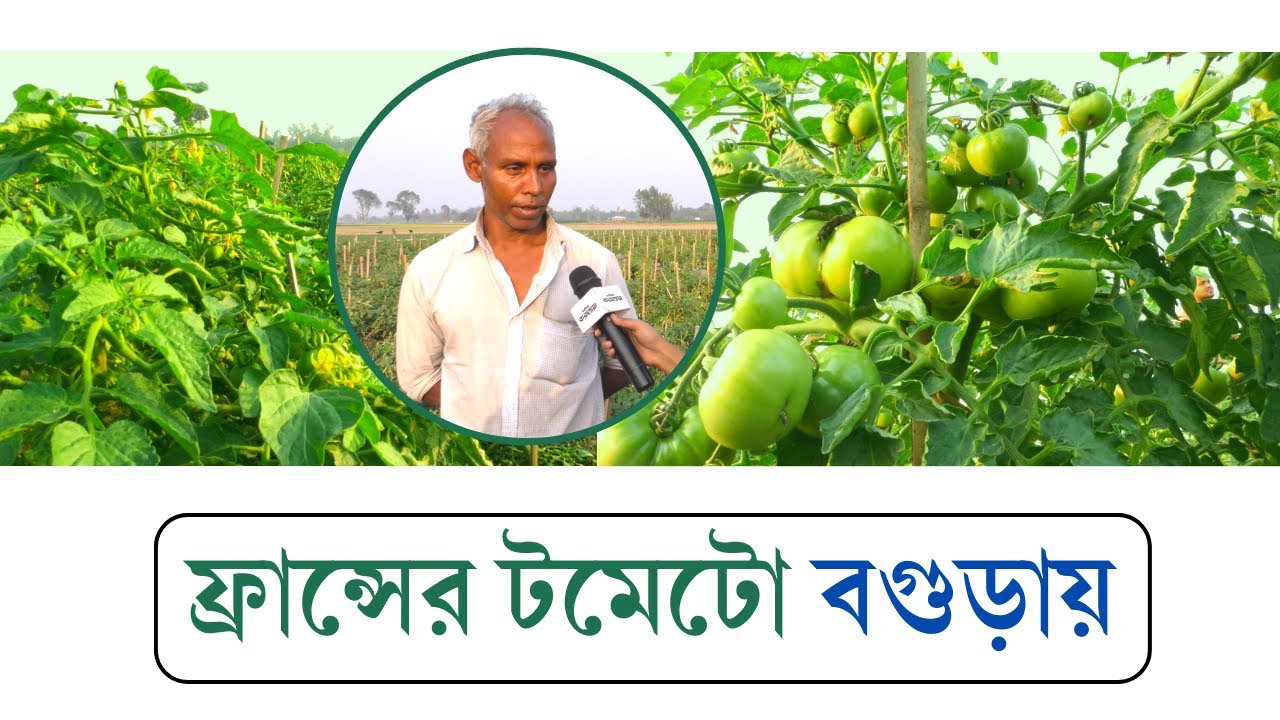 বগুড়ায় ফ্রান্সের টমেটো চাষে সফল আরিফুল | Tomato Chas | Tomato Farming ...