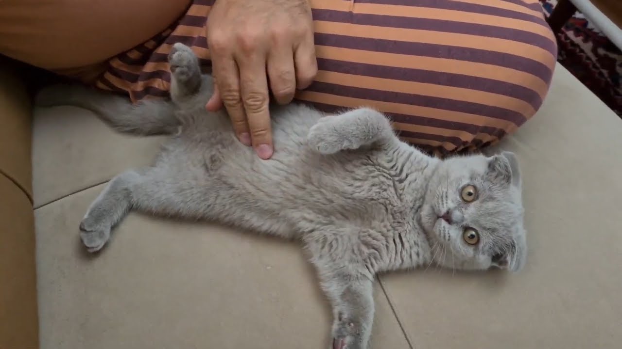 Another funny video of our Fifi kitten 😍🐈🐱🌹 - YouTube