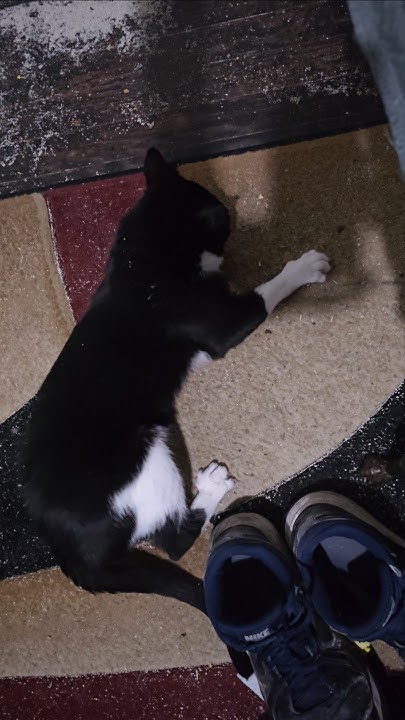 Funny Cat Rolling In Catnip - YouTube