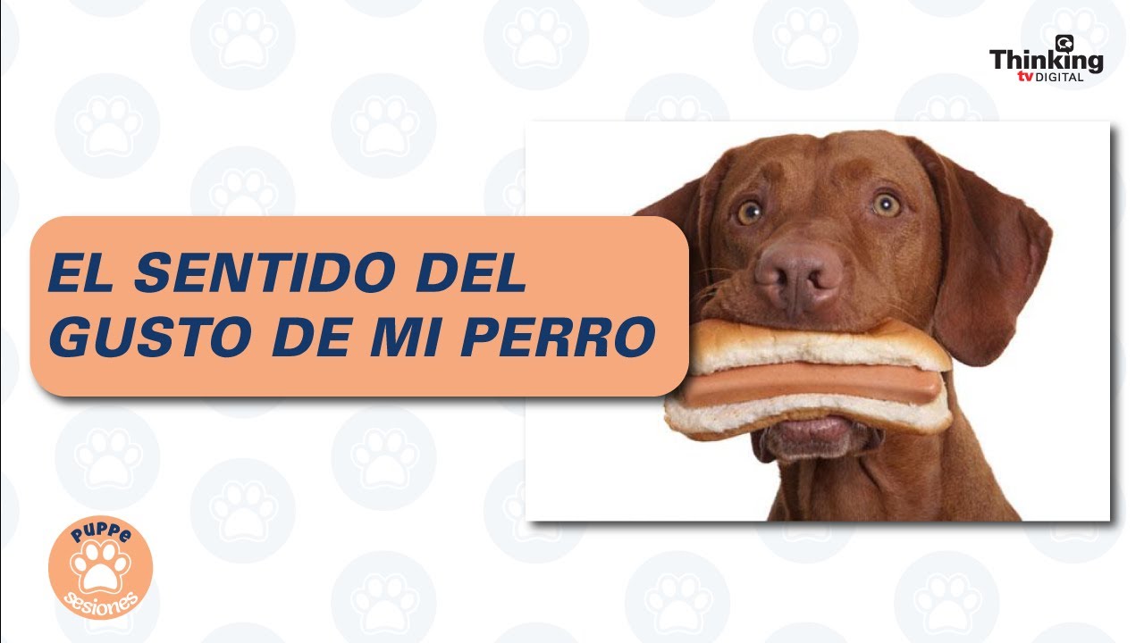 El sentido del GUSTO de mi PERRO | Puppe Sesiones Edición 34 - YouTube