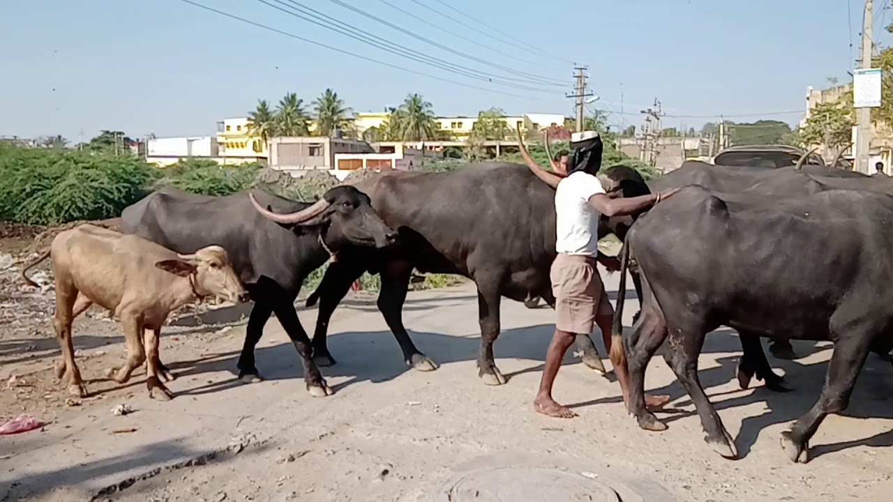 Buffalo in Karnataka - YouTube