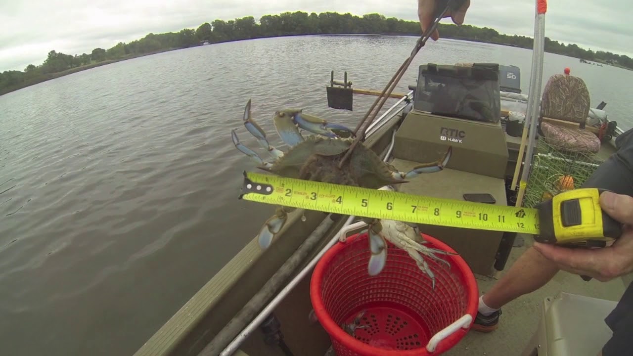 Chester River MD Trot lining September 2017 - YouTube