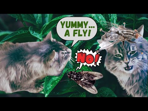 Cute and funny video of CAT chasing flies and CHIRPING LOL - YouTube