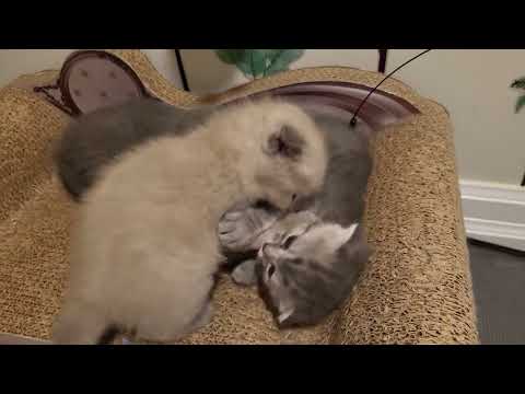Scottish Rex Kittens - YouTube