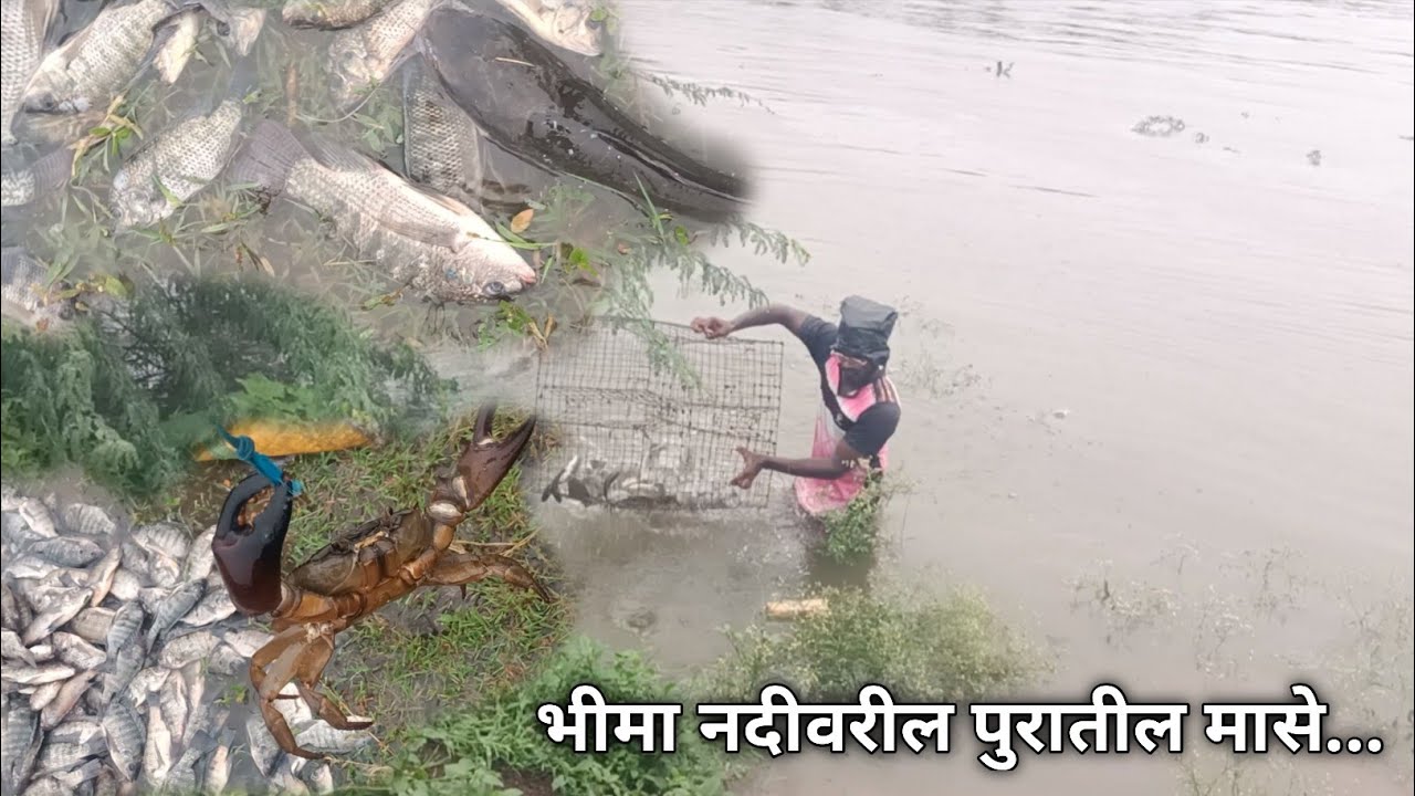Fish hunting | fishing in bhima River | bhima nadhi mase Mari | Bhima ...