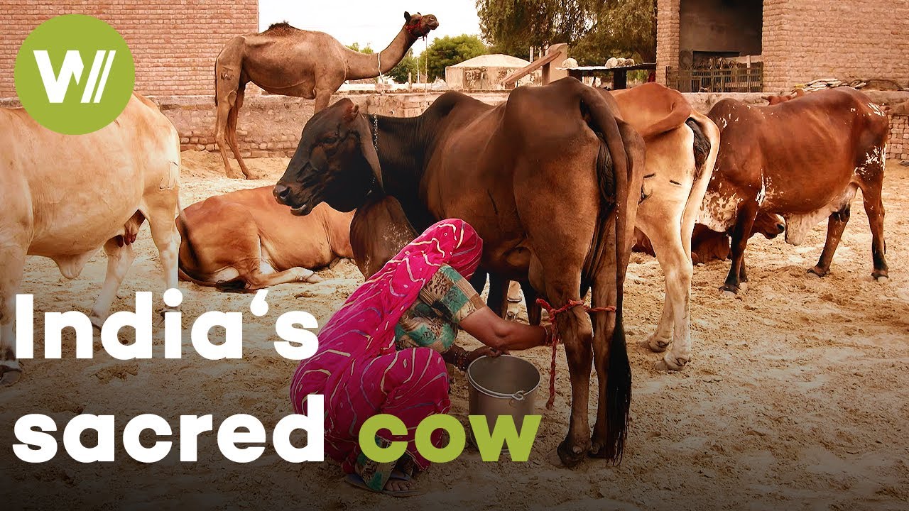 Zebu, India's sacred cow, is indispensable to the meat industry | The ...