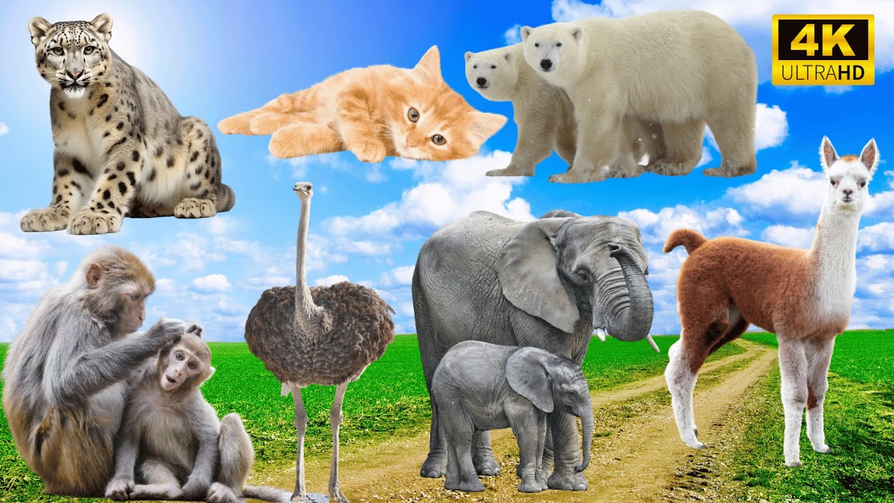 4K Wild Animal Sounds: Leopard, Cat, Bear, Monkey, Ostrich, Elephant ...