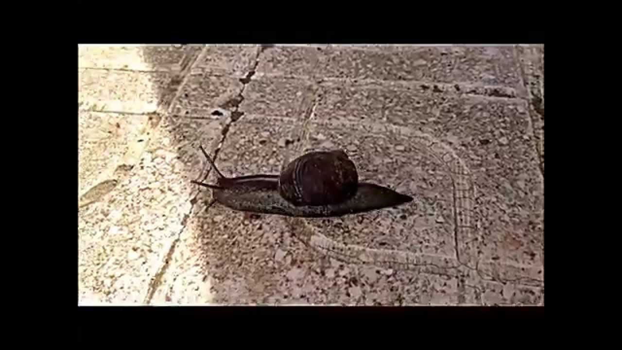 The fastest snail in the world ! L'escargot le plus rapide au monde ...