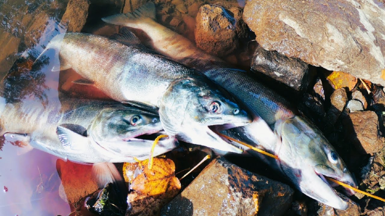 Chum Salmon EPIC DAY!! (I Limited Out) - YouTube