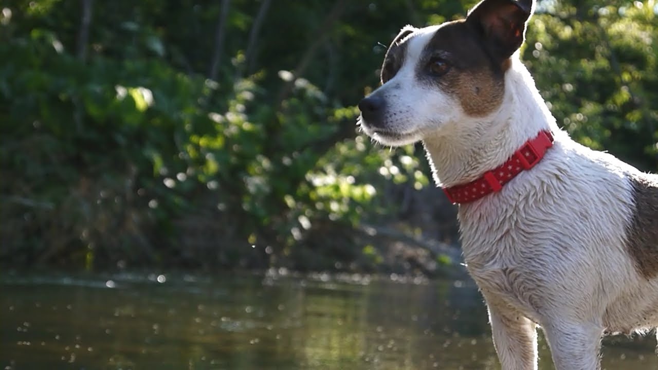 Jack Russell's work to catch a fish - YouTube