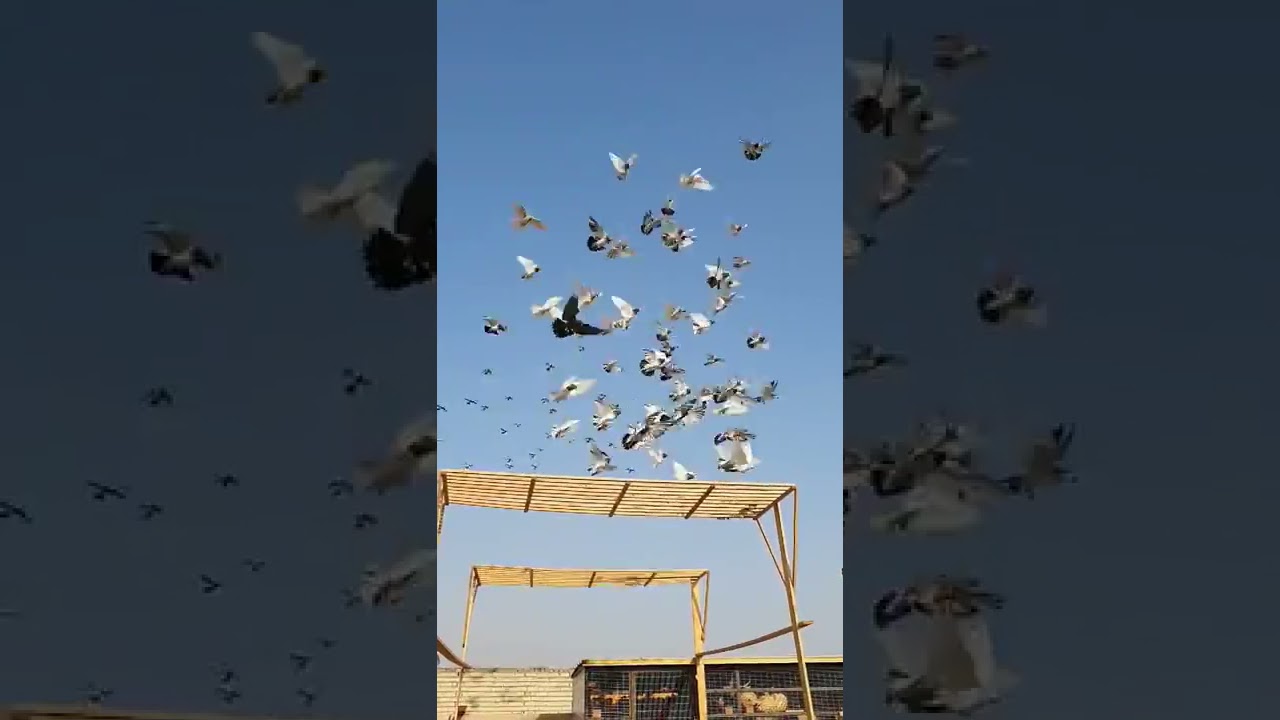 best high flyer pigeon | Landing high flying pigeons All birds - YouTube