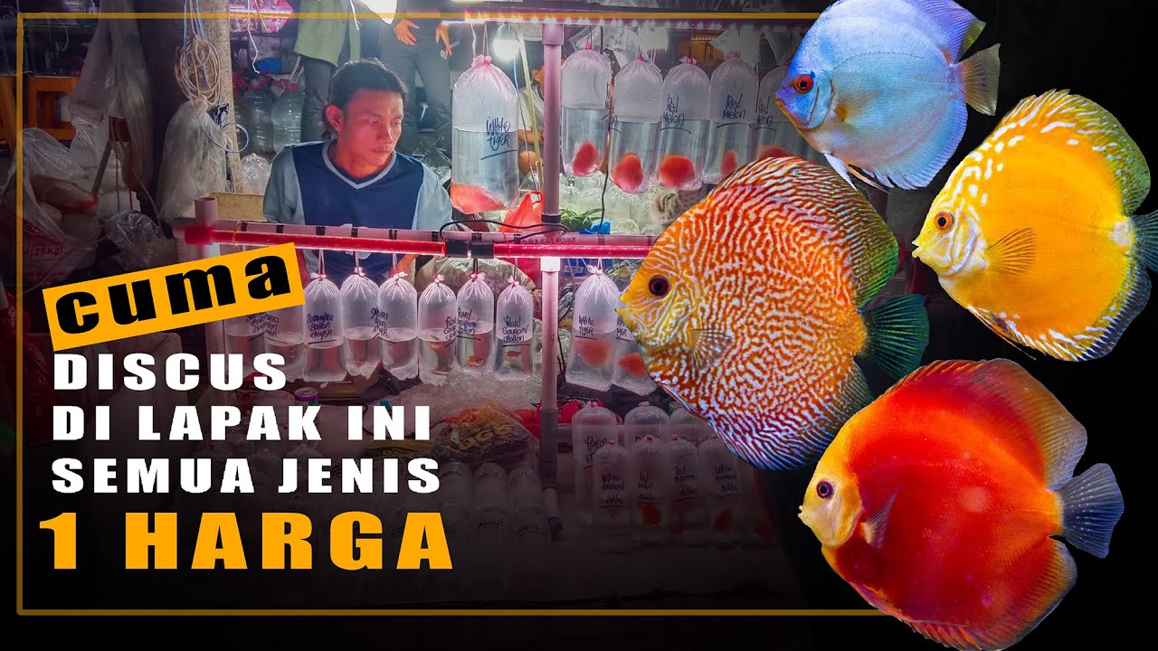 Dapet banyak ⁉️ikan Discus sortiran semua jenis 1 HARGA || PASAR IKAN ...