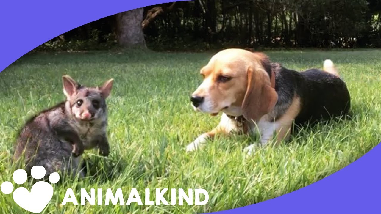 Beagle and possum besties - YouTube