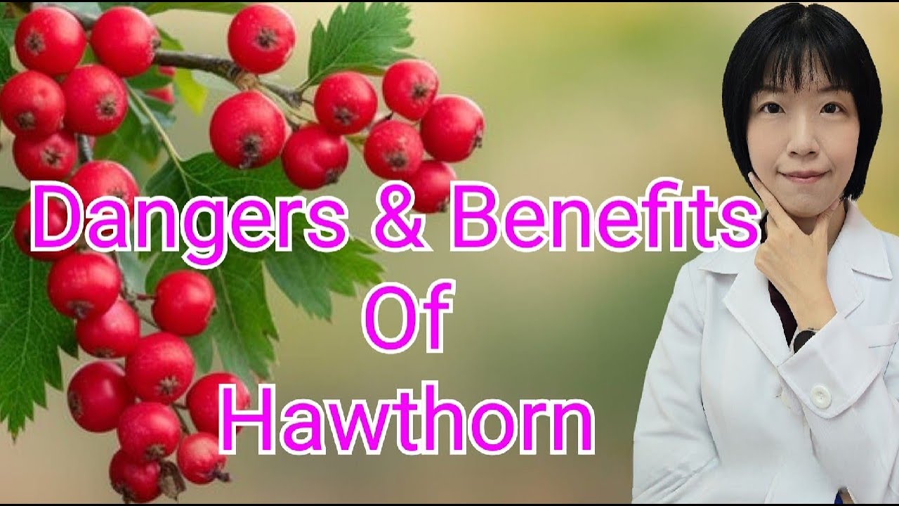 Hawthorn: Side Effects & Benefits. Lower Your Cholesterol & Blood Sugar ...