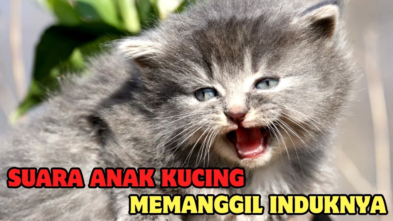 SUARA ANAK KUCING | SUARA KUCING | SUARA ANAK KUCING MEMANGGIL INDUKNYA ...