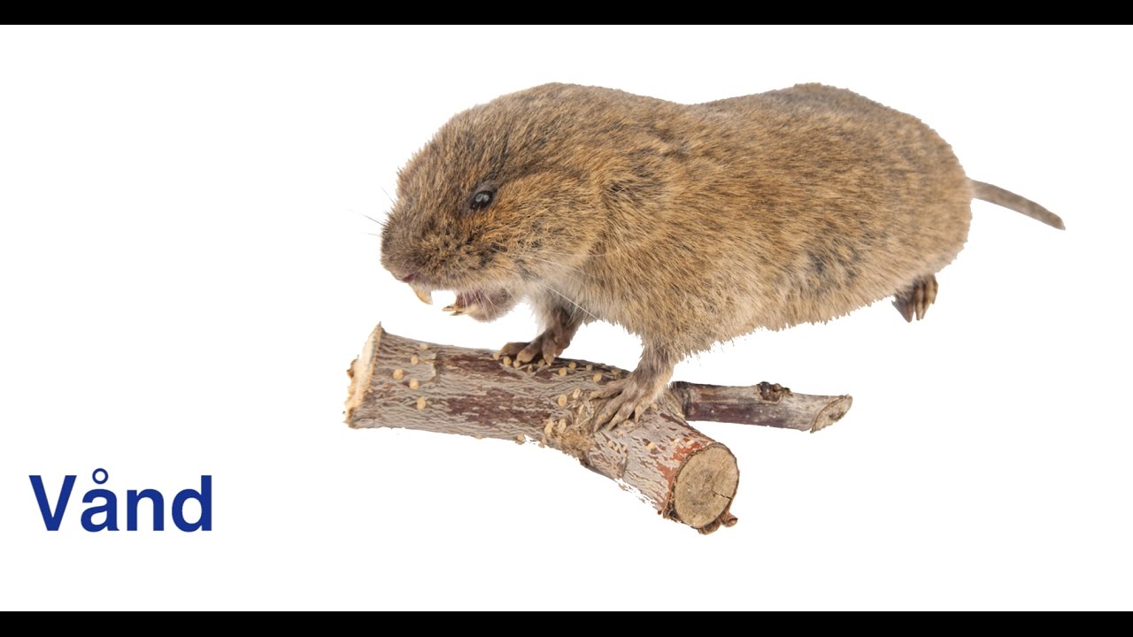 Tips og råd - Vånd/Jordrotte - YouTube
