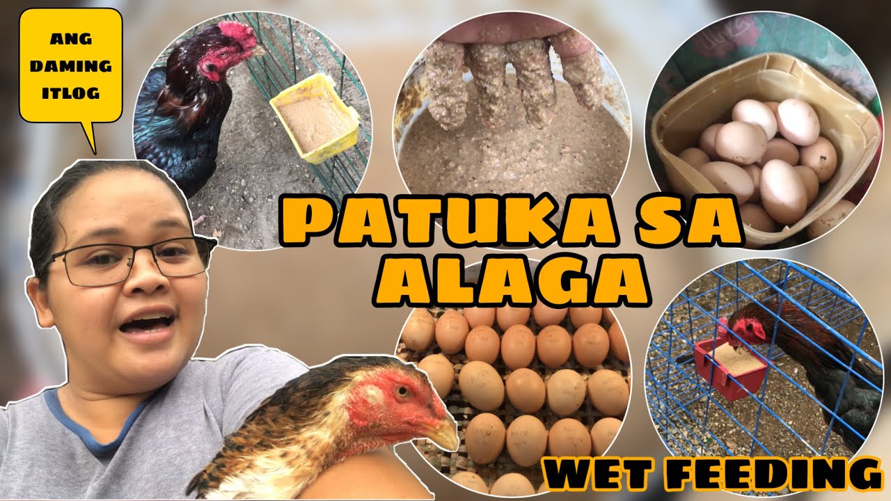 PATUKA NG AMING MGA ALAGANG MANOK NA "SHAMO" + MAGSALANG TAYO NG ITLOG ...