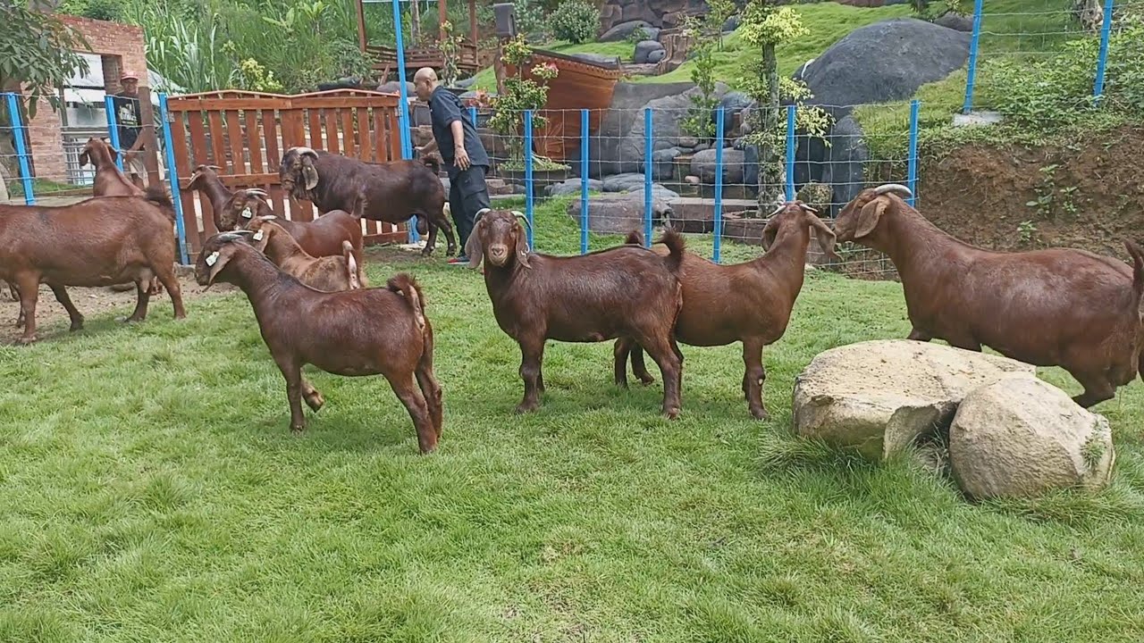Raising red boer and kalahari goat in mountain | Boer Goat Farm - YouTube