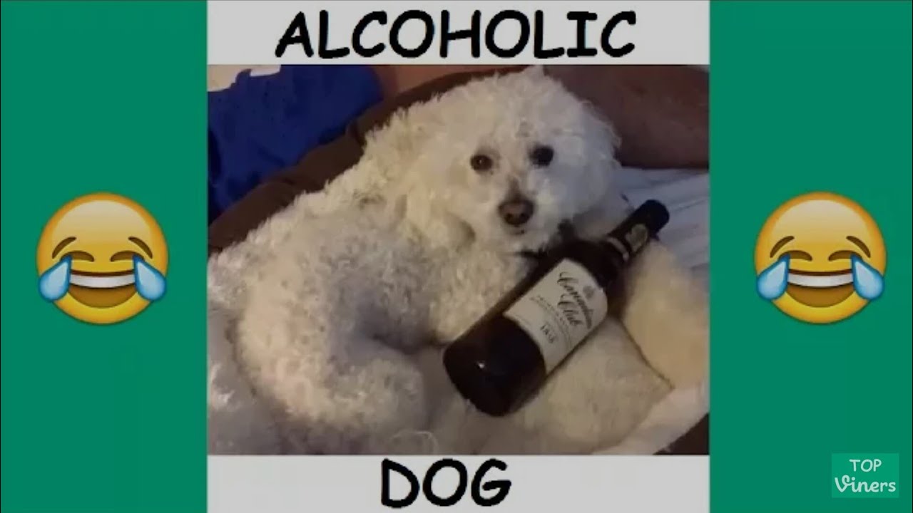 Funny Quincy the dog vines compilation - YouTube