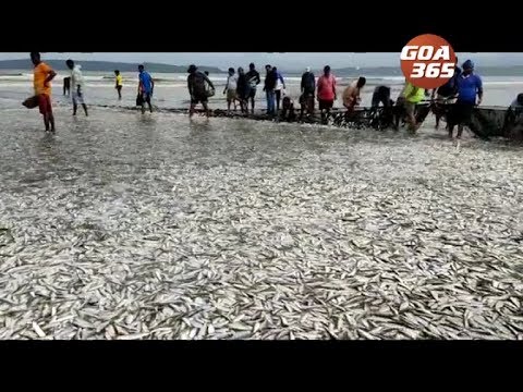Ramponkars get bumper catch of variety fish - YouTube