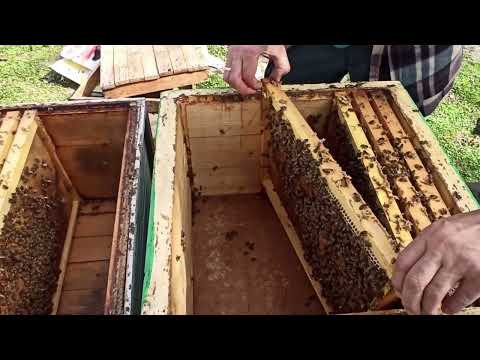 Arılara sadə və asan Yaz Baxımı. Arıçılığa yeni başlayanlar üçün 2ci hissə. Yaz (İlk bahar) baxımı.