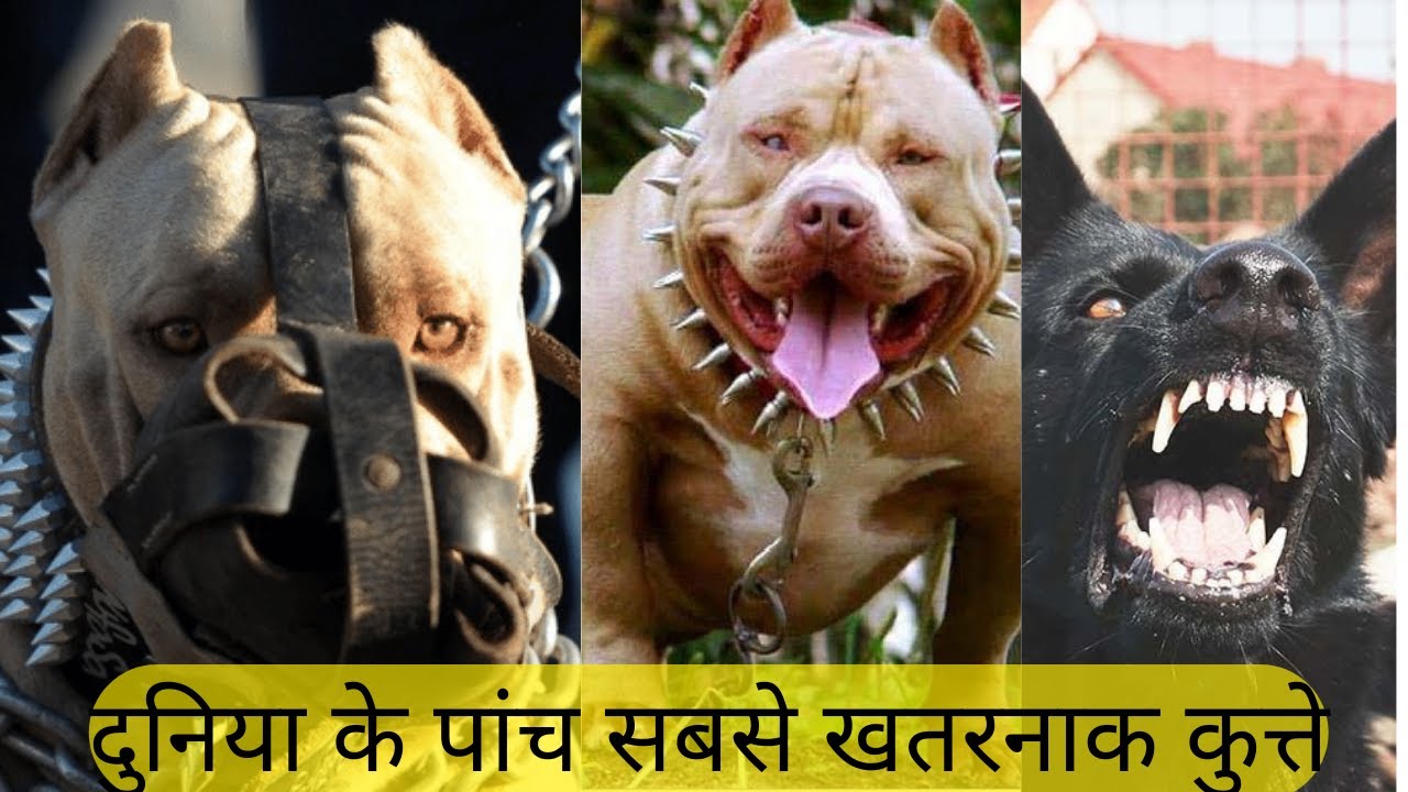 दुनिया के 5 सबसे खतरनाक कुत्ते | 5 most dangerous dogs in the world ...