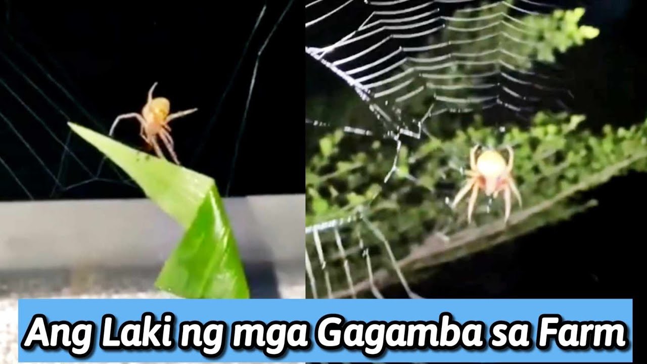 ang laki nang mga gagamba sa farm - YouTube