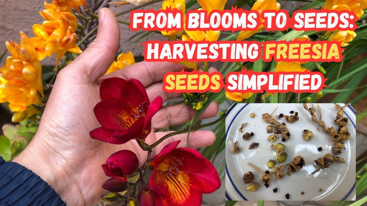 From Blooms to Seeds: Harvesting Freesia Seeds Simplified 🌸#freesia # ...