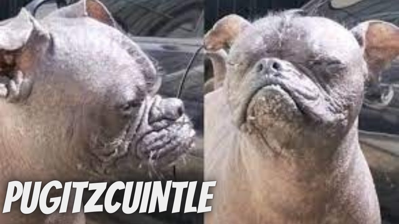 "PUGITZCUINTLE" como será la CRUZA de un PUG y XOLOITZCUINTLE - YouTube