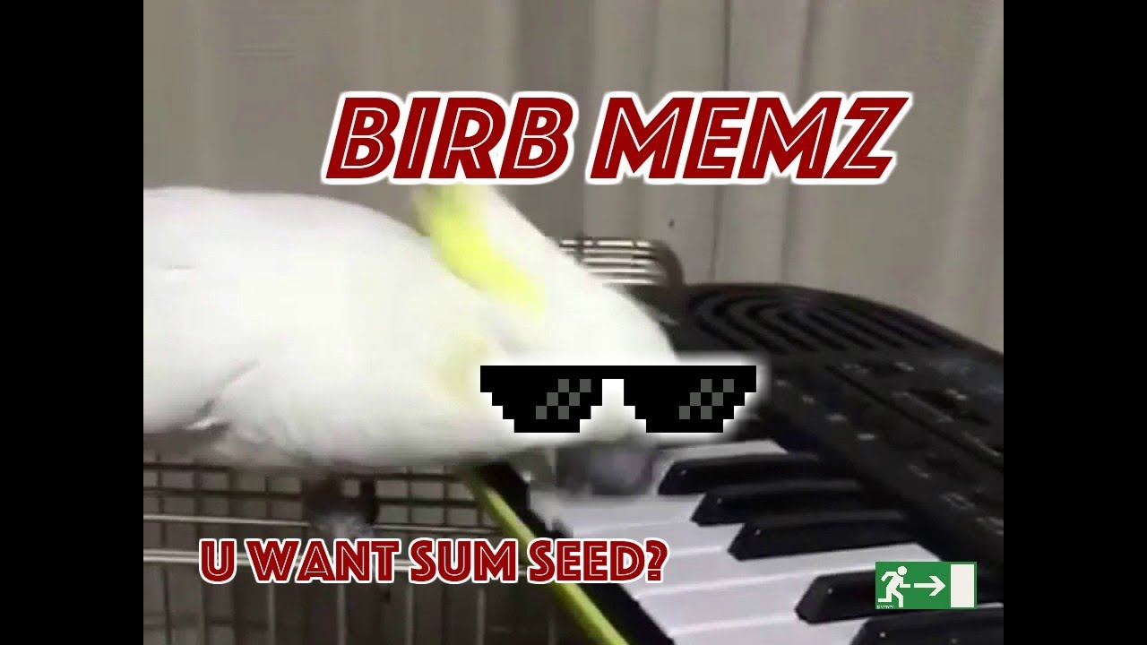 BIRB MEMZ COMPILATION *dank* - YouTube