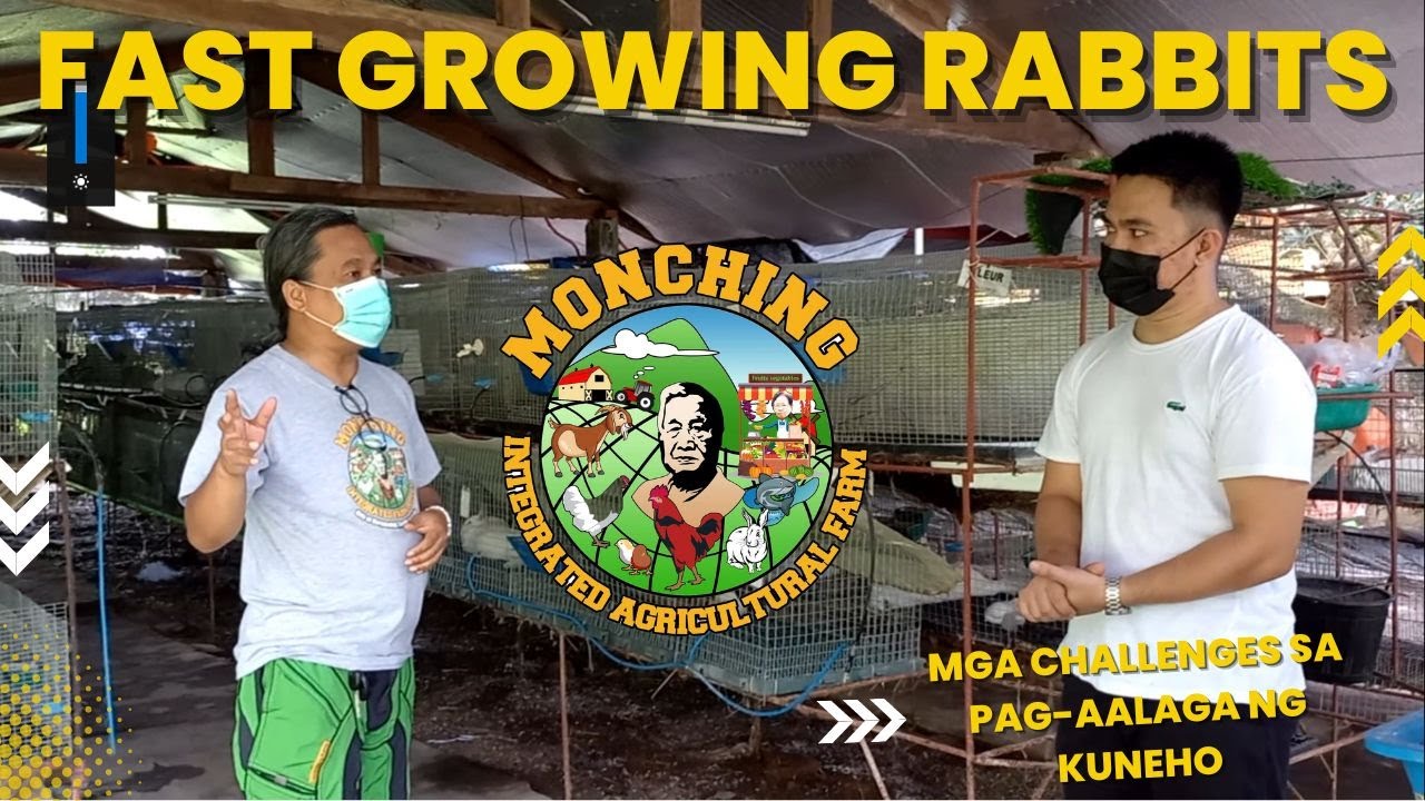 Ano ang pinagkaiba ng Hybrid Rabbits sa Local Rabbits - Monching Rabbit ...